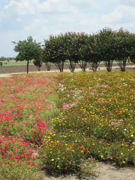 Izzybelle Visits Fredricksberg – The Final Chapter of Izzy B.’s Travel ...