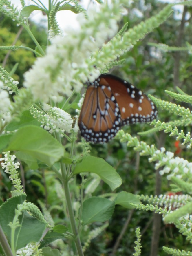 Izzybelle Visits Fredricksberg – The Final Chapter of Izzy B.’s Travel ...